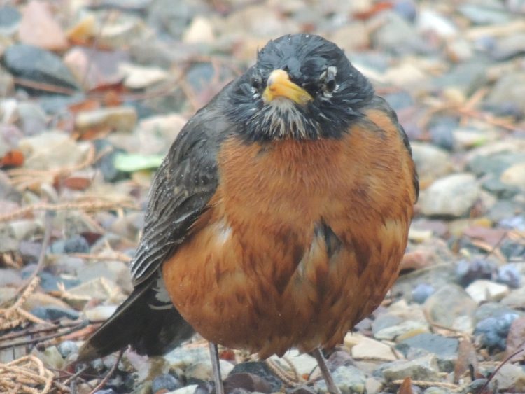Wet Robin - SkySpy Photos, Images, Video