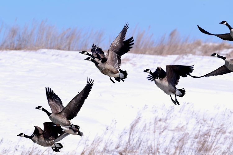 Can. Geese. - SkySpy Photos, Images, Video