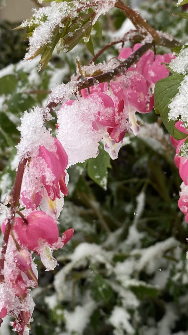 Bleeding heart still beating in the snow - SkySpy Photos, Images, Video