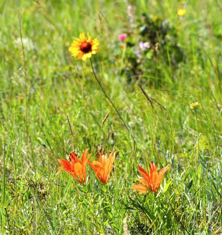 Blanket Flower and Prairie Lilies in Bloom - SkySpy Photos, Images, Video