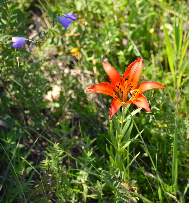 Prairie Lilies are about done blooming - SkySpy Photos, Images, Video