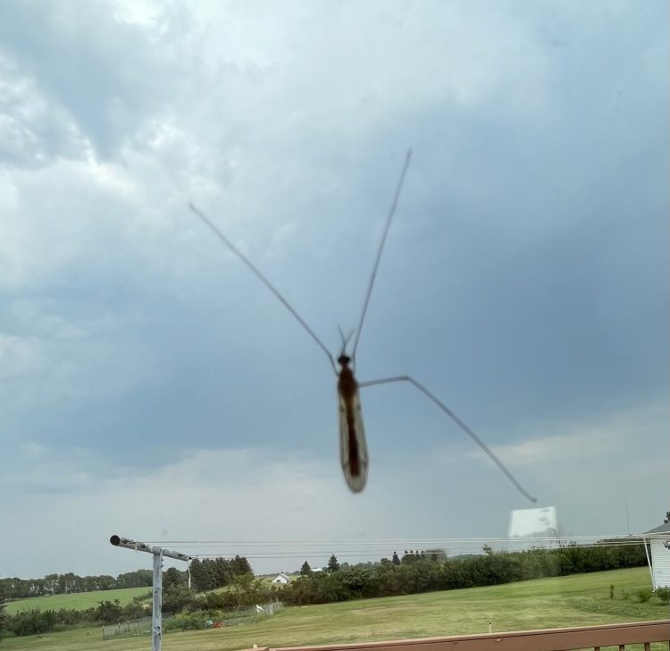 3 legged bug - SkySpy Photos, Images, Video