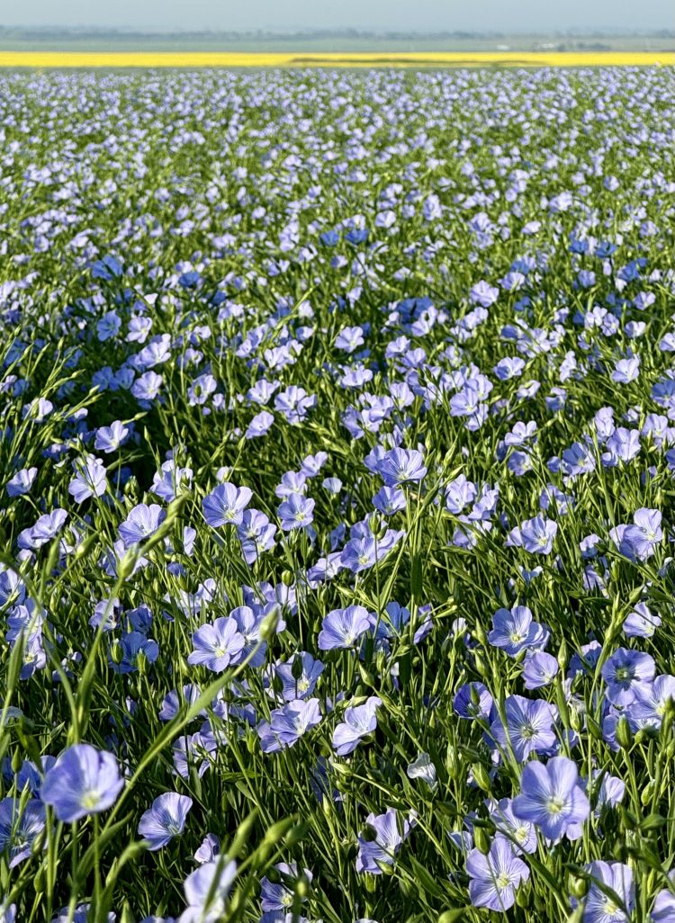 flax - SkySpy Photos, Images, Video