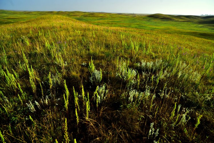 ND Prairie after prescribed burn! - SkySpy Photos, Images, Video
