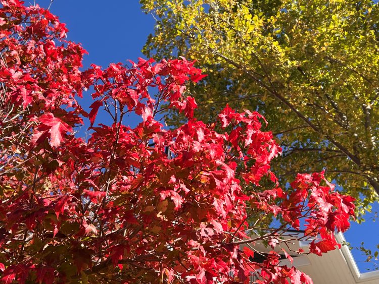 Mandan Fall color contrast - SkySpy Photos, Images, Video