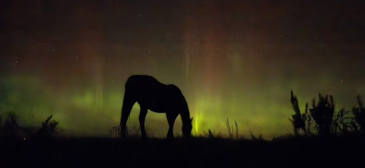 Northern lights with the horses - SkySpy Photos, Images, Video