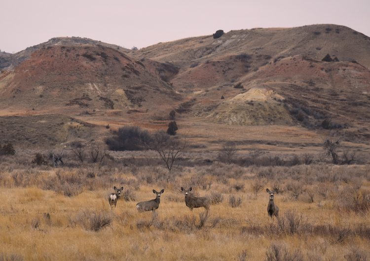 Cool badlands curious mule deer pick - SkySpy Photos, Images, Video