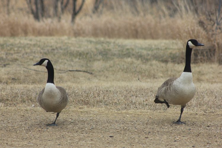 Pair of One Legged Geese - SkySpy Photos, Images, Video