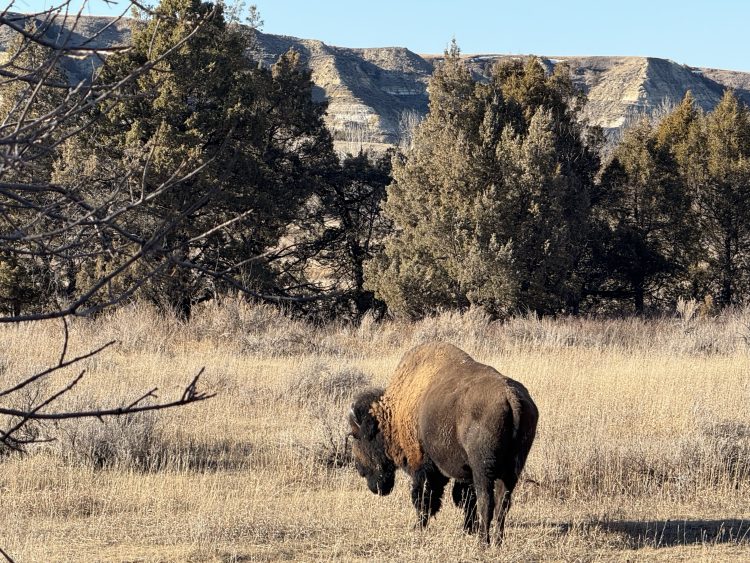 Big bad bison! - SkySpy Photos, Images, Video