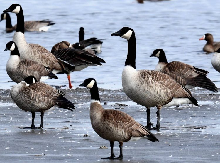 Size difference between species of Canada geese ! - SkySpy Photos ...