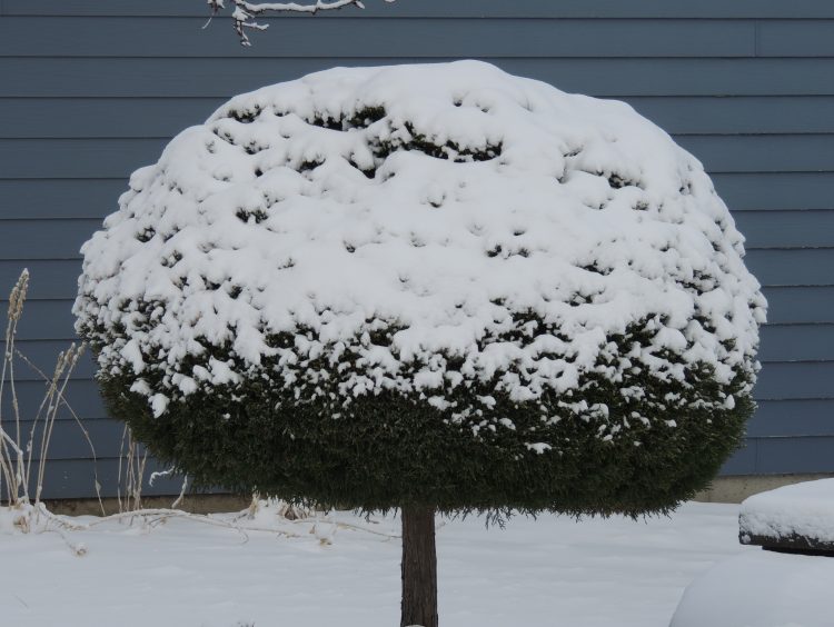Snowy Topiary - SkySpy Photos, Images, Video
