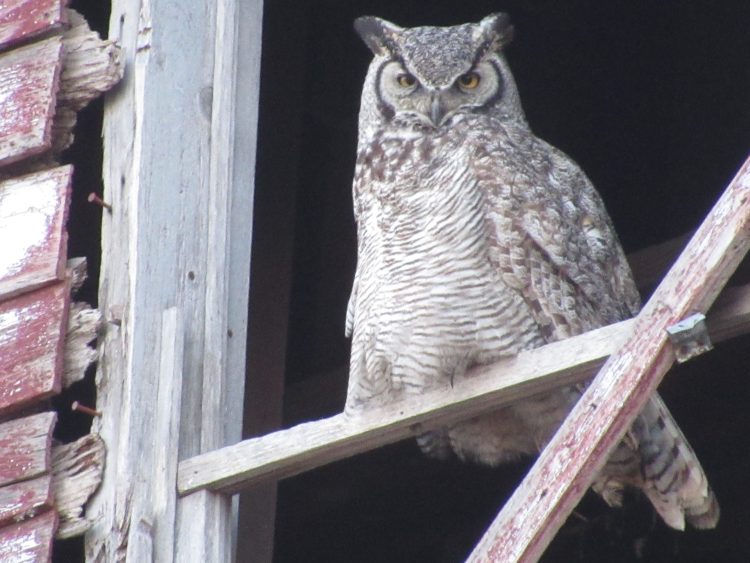 Evening Owl - SkySpy Photos, Images, Video