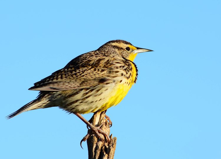 Our State Bird pondering the loss of all the Grasslands! - SkySpy ...