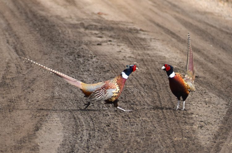 Rooster Pheasant scuffling on a nice spring day - SkySpy Photos, Images ...