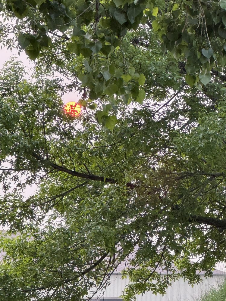 Pick a Boo! - SkySpy Photos, Images, Video