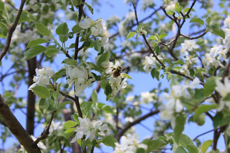 Bumble Bee on Apple Blossoms - SkySpy Photos, Images, Video