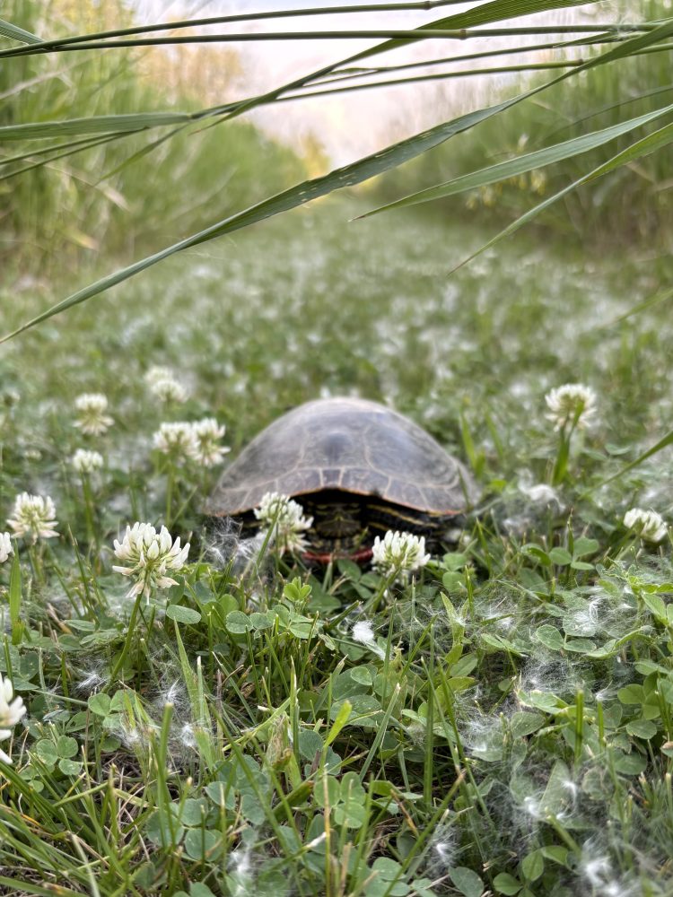 Turtle - SkySpy Photos, Images, Video