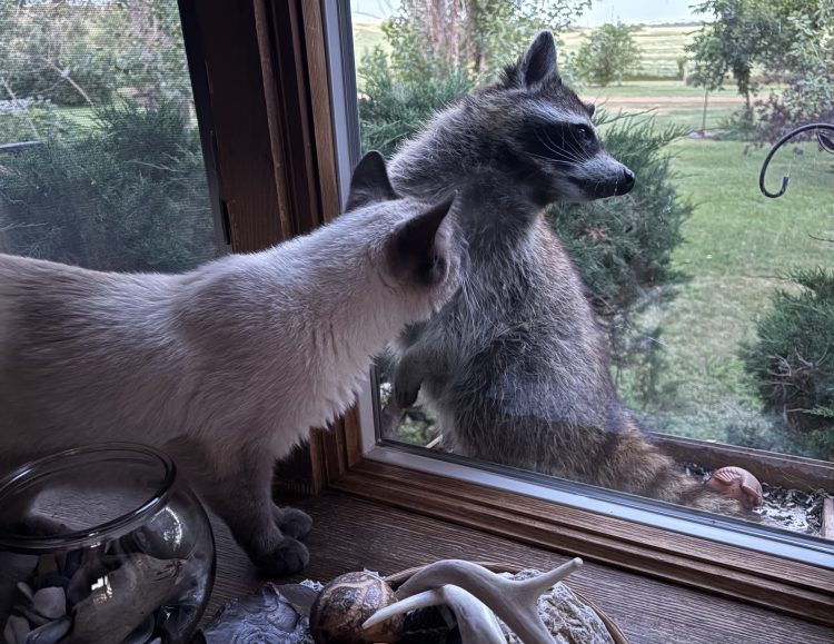 Strange bird on my window feeder - SkySpy Photos, Images, Video