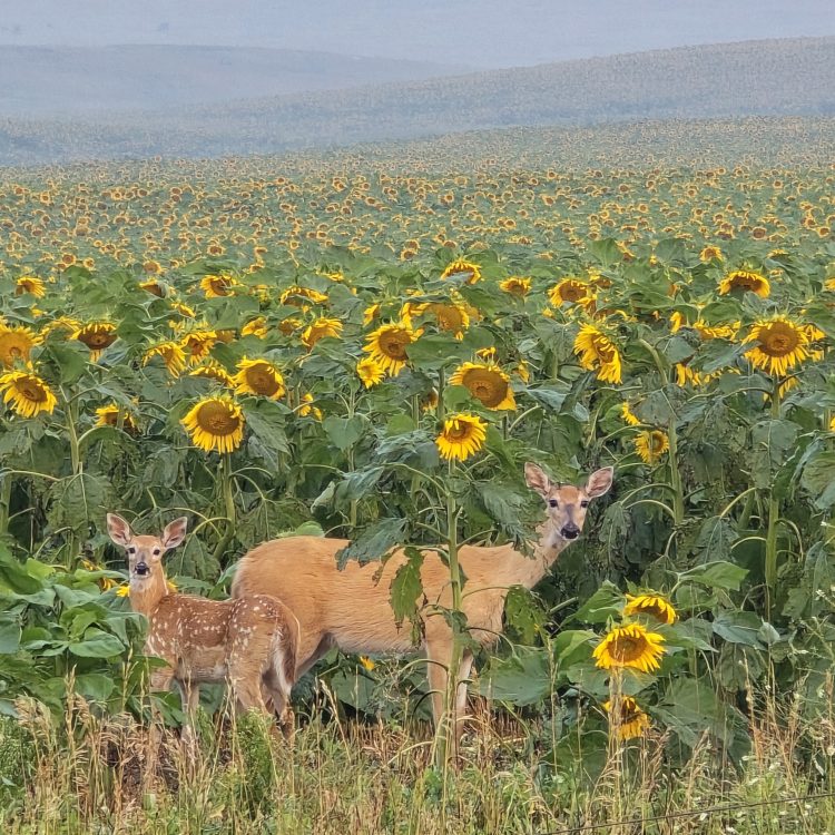 Deer - SkySpy Photos, Images, Video