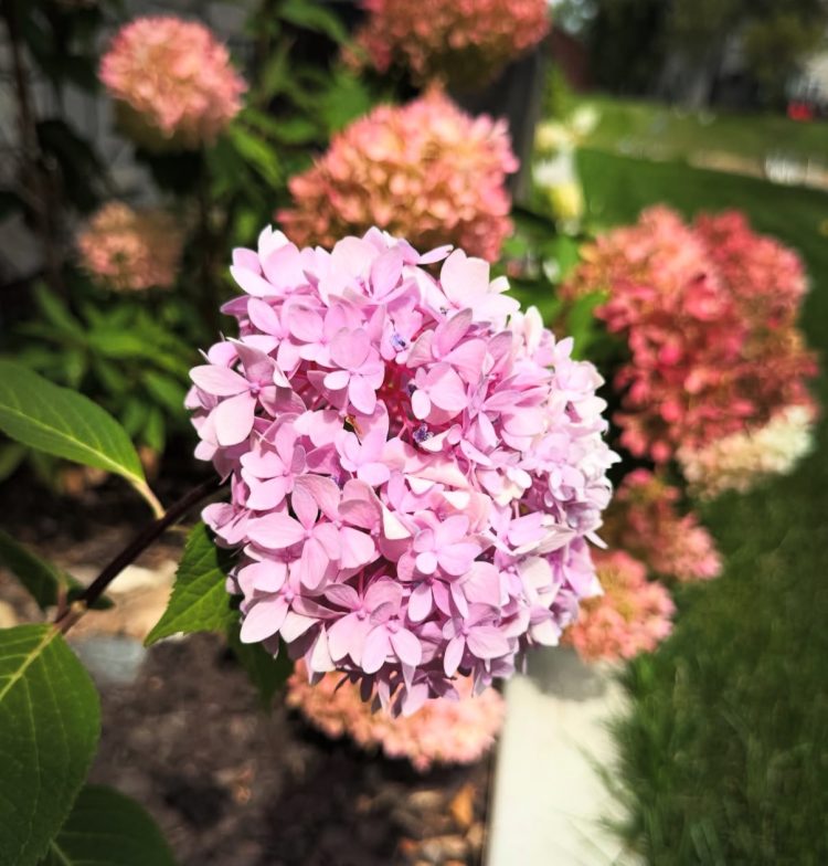 Popping purple! - SkySpy Photos, Images, Video