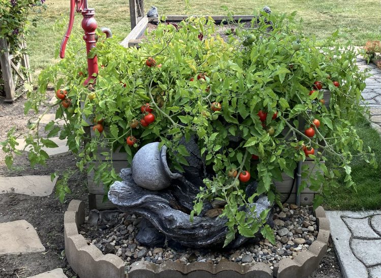 ONE huge tomato plant - SkySpy Photos, Images, Video