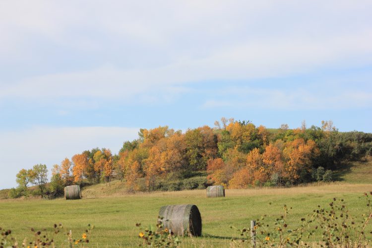 Tuesday Morning Fall Colors - SkySpy Photos, Images, Video