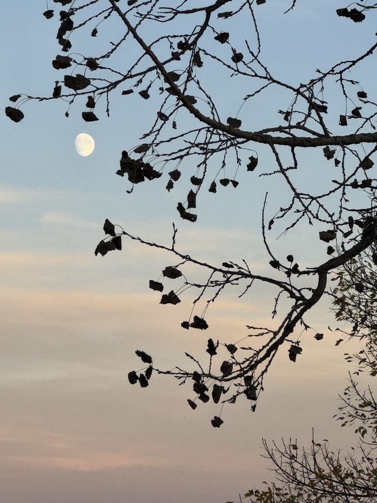 Good Night! Zzz - SkySpy Photos, Images, Video