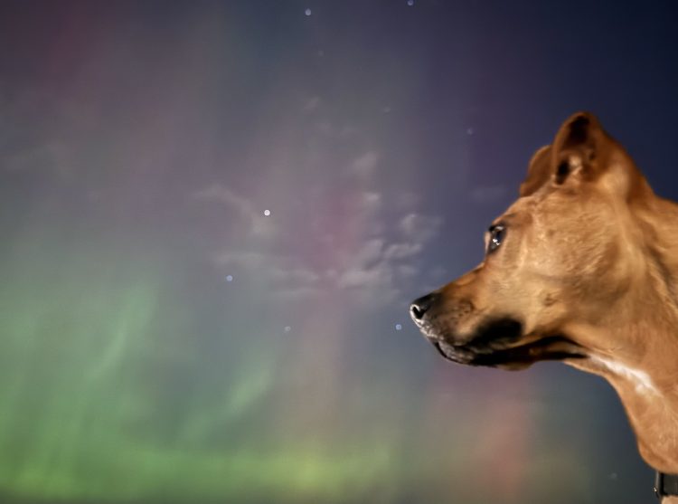 Aurora Astronaut Pup - SkySpy Photos, Images, Video
