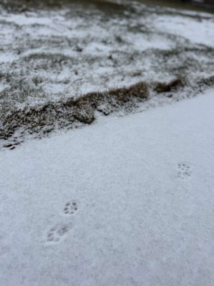 Just a dusting - SkySpy Photos, Images, Video